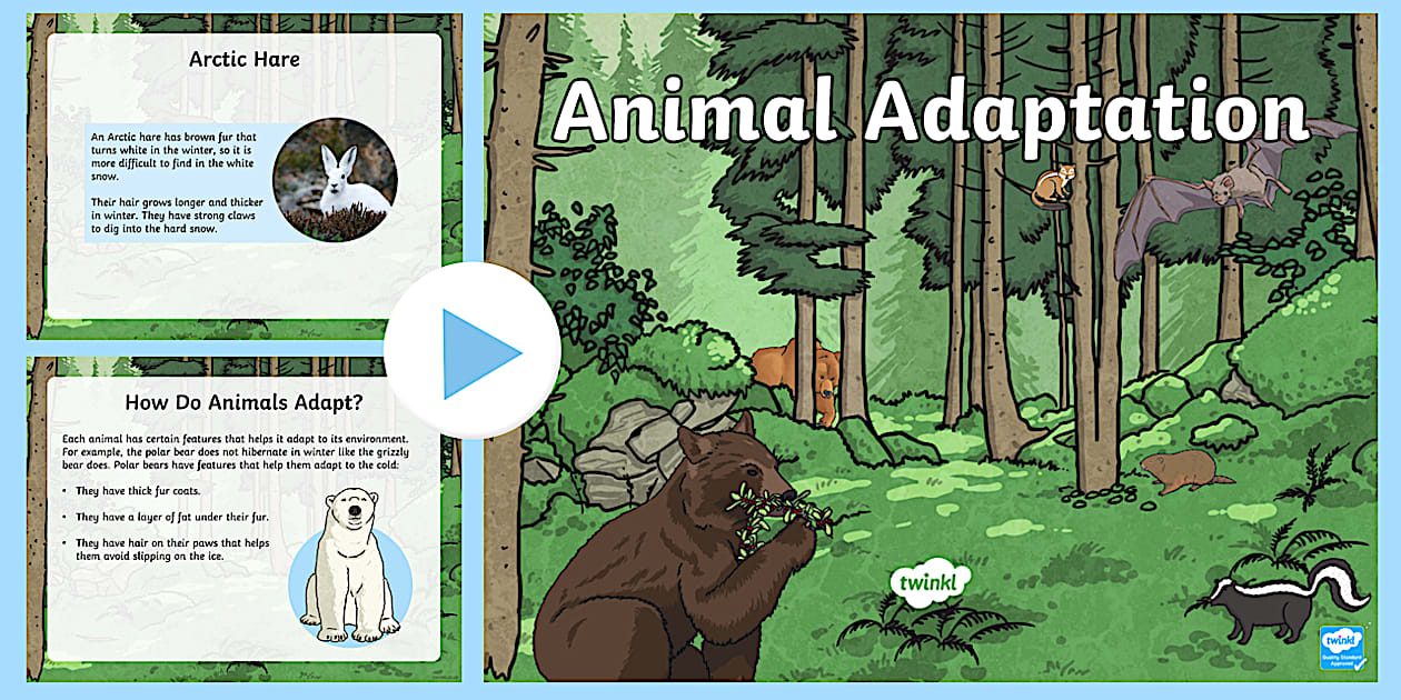Animal Adaptations PowerPoint | Twinkl (teacher made)