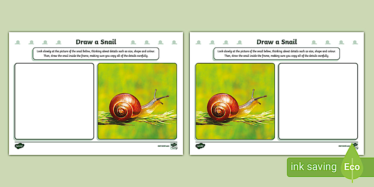 Draw a Snail Activity Sheet,snail,snail art - Twinkl