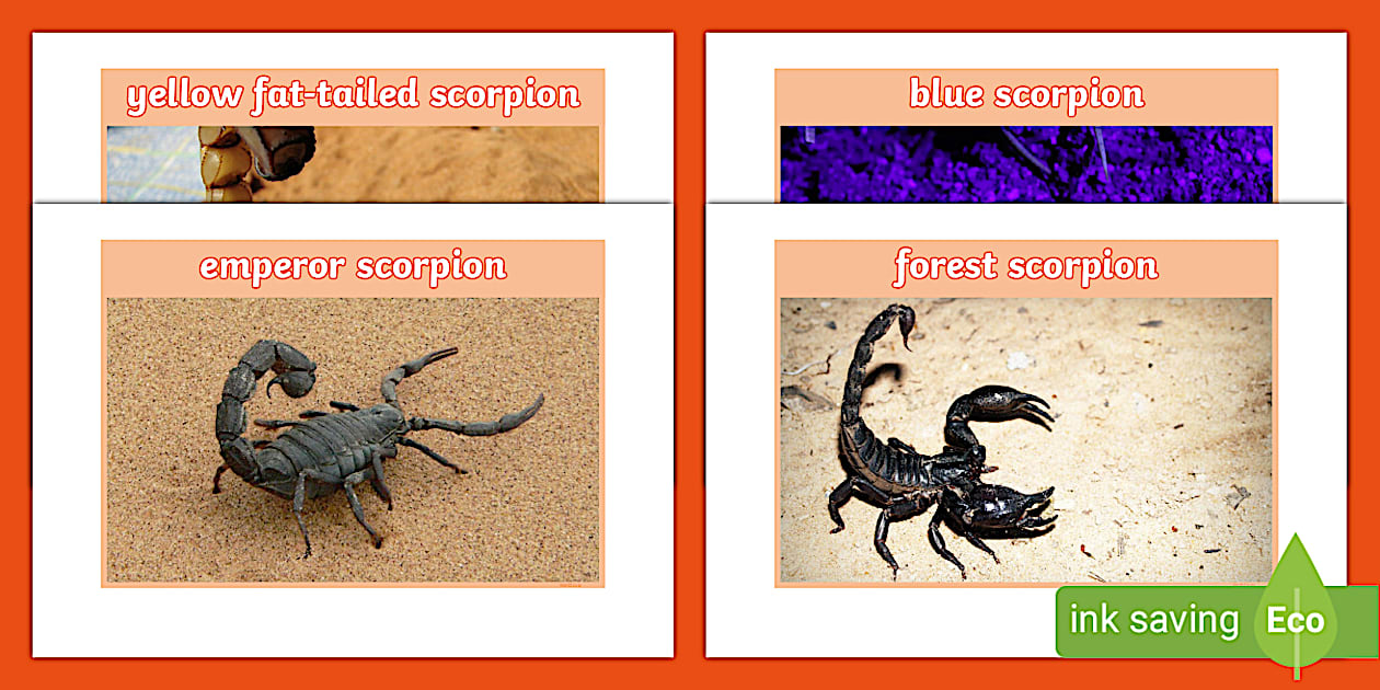 Types of Scorpion Photo Pack (teacher made) - Twinkl