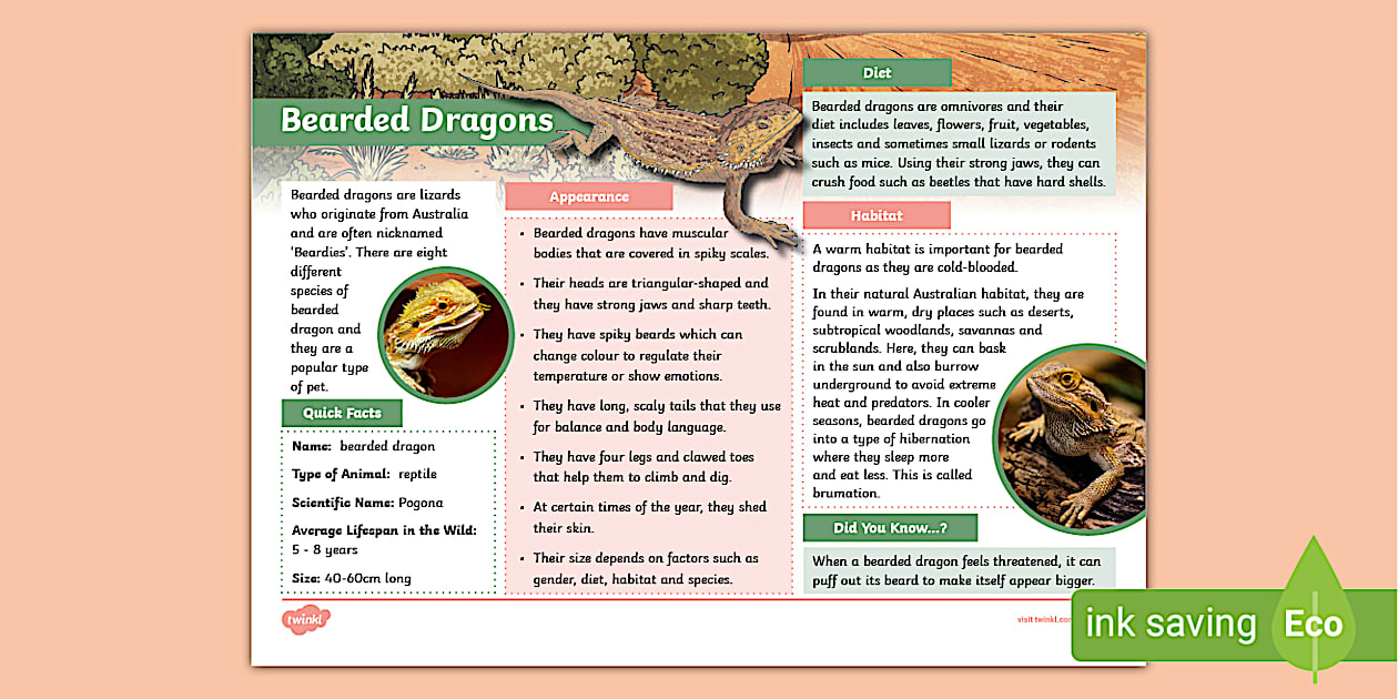 KS2 Bearded Dragon Fact File (Teacher-Made) - Twinkl