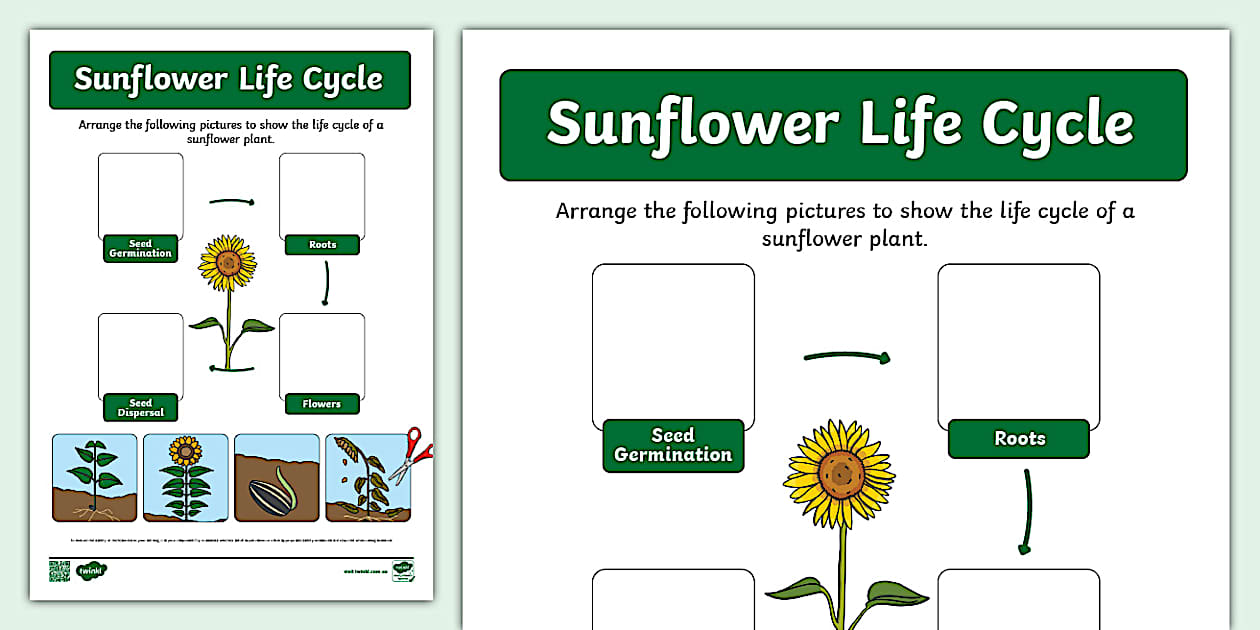 Sunflower Life Cycle Activity (teacher made) - Twinkl
