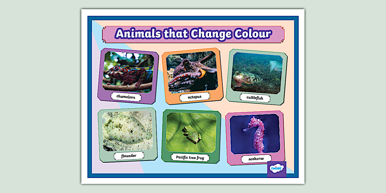 Colour Changing Animals Photo Display Poster (Teacher-Made)