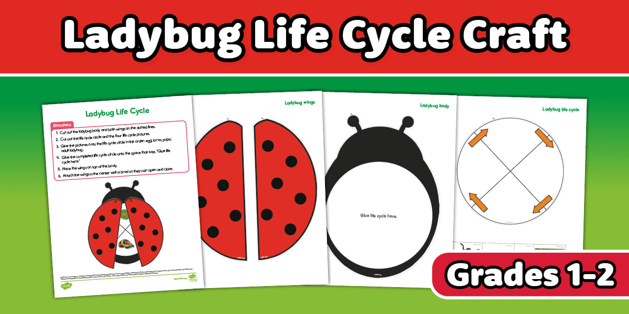 Ladybug Life Cycle Craft for 1st-2nd Grade