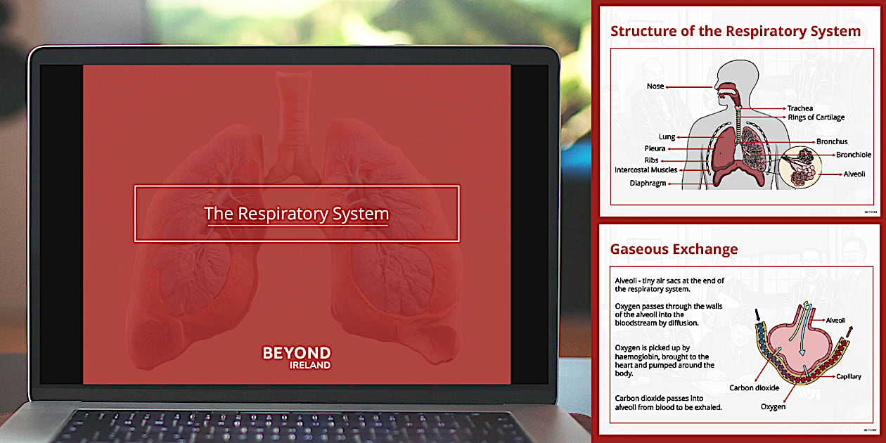 The Respiratory System PowerPoint