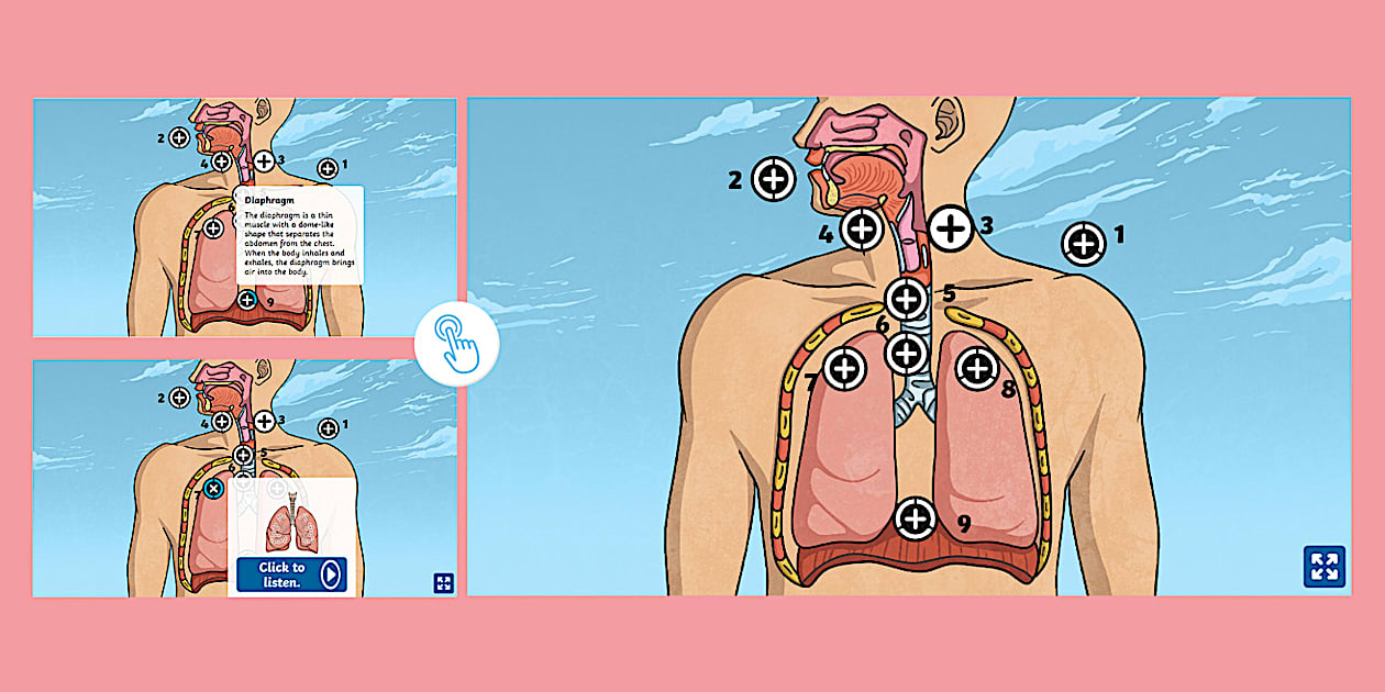 Seventh Grade Respiratory System Interactive Picture