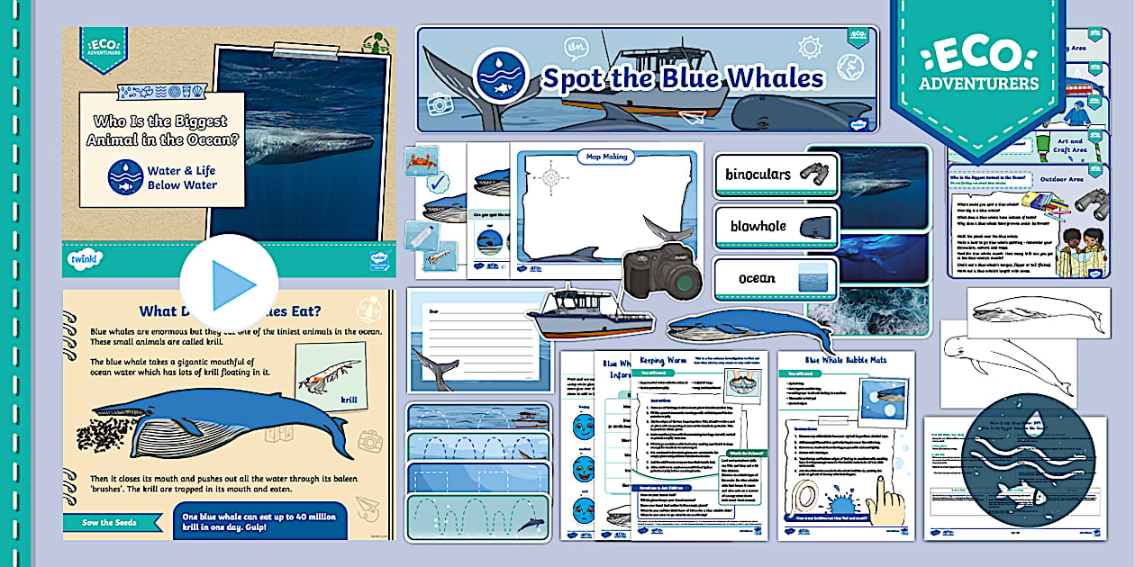 EYFS: Blue Whale - Who Is the Biggest Animal in the Ocean?