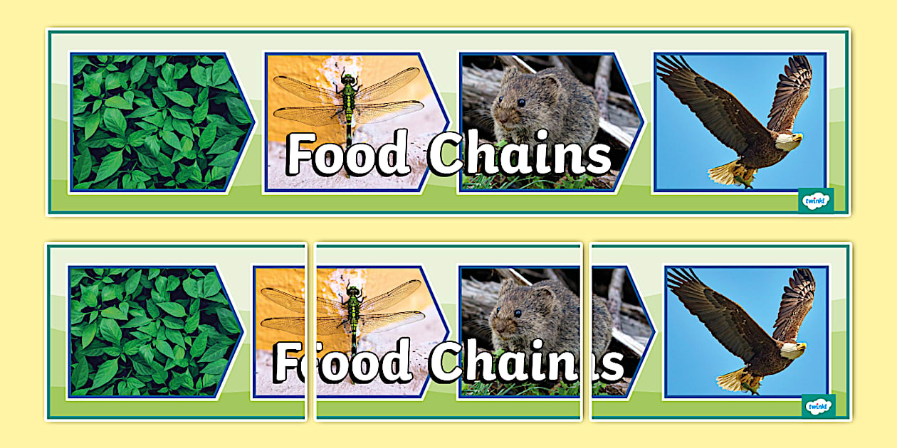 Food Chains Photo Display Banner (teacher made) - Twinkl