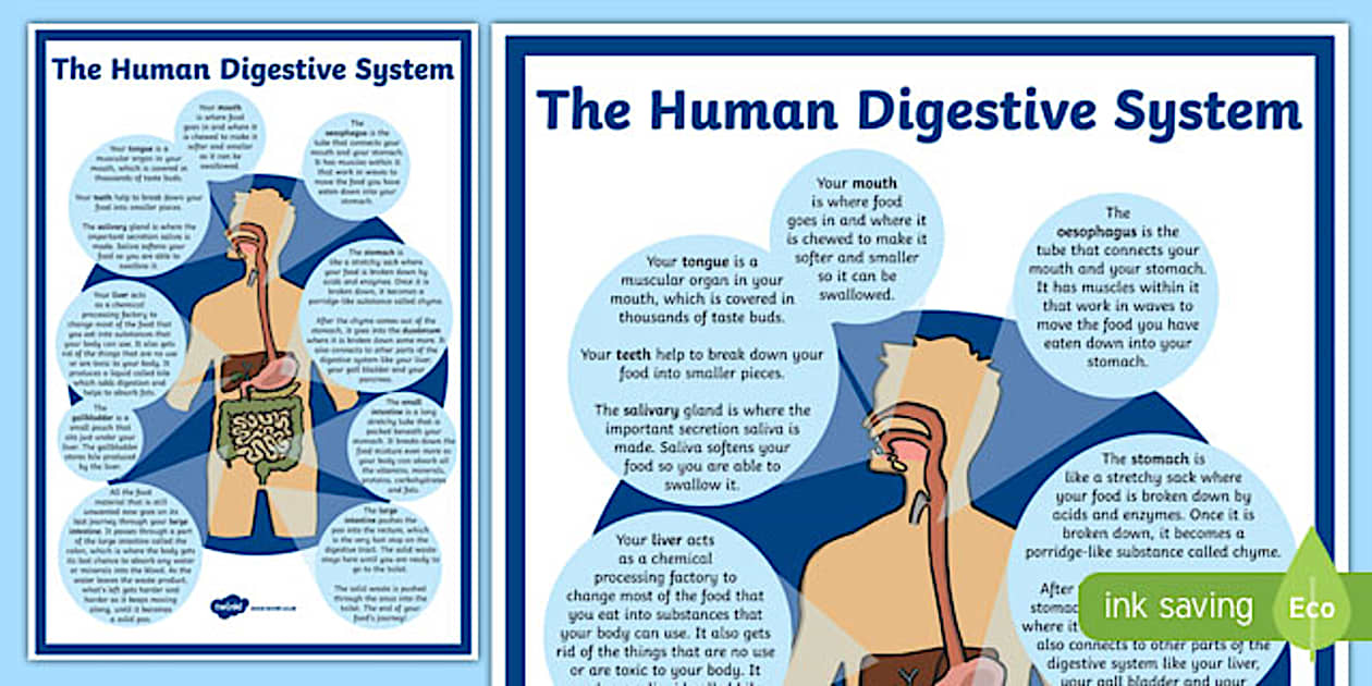 Editable Human Digestive System Fun Facts Display Poster