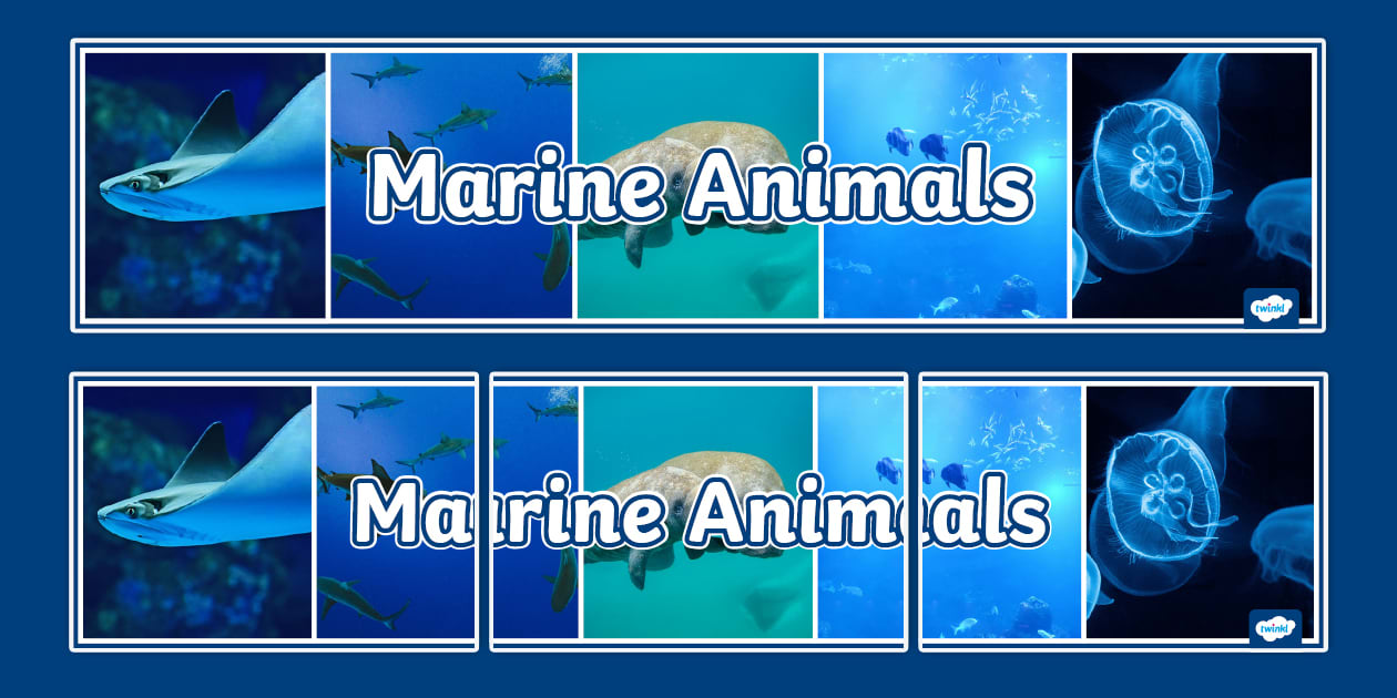 Marine Animals Photo Display Banner (teacher made) - Twinkl