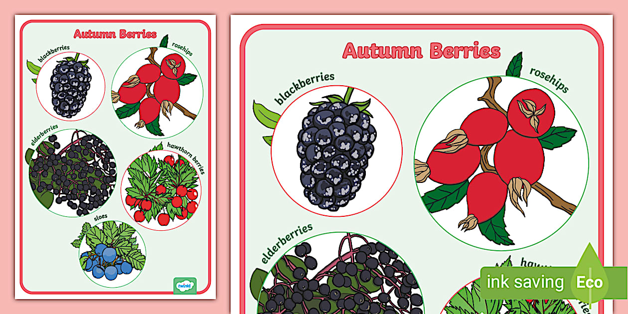 Autumn Berries Display Poster (teacher made) - Twinkl