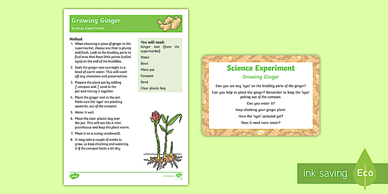 Growing Ginger Science Experiment and Prompt Card Pack