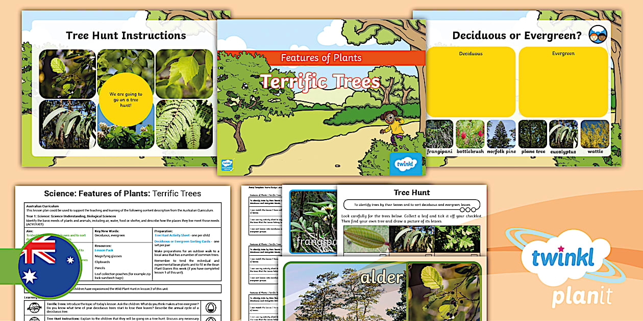 Year 1 Science Features of Plants Lesson 4 Terrific Trees