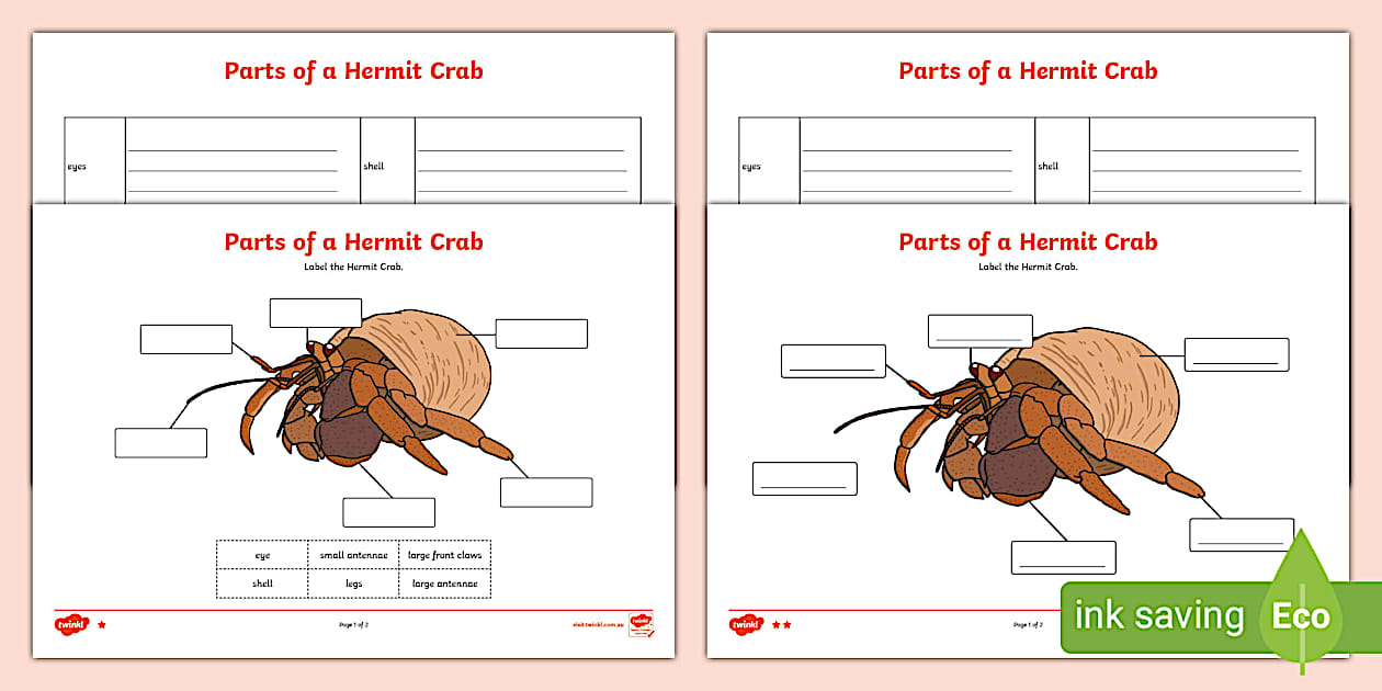 Parts of a Hermit Crab Labelling Activity