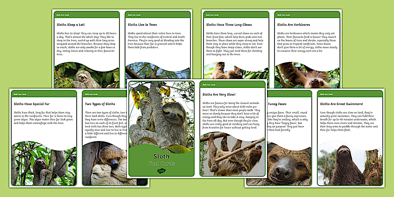 Sloth Fact Cards (teacher made) - Twinkl