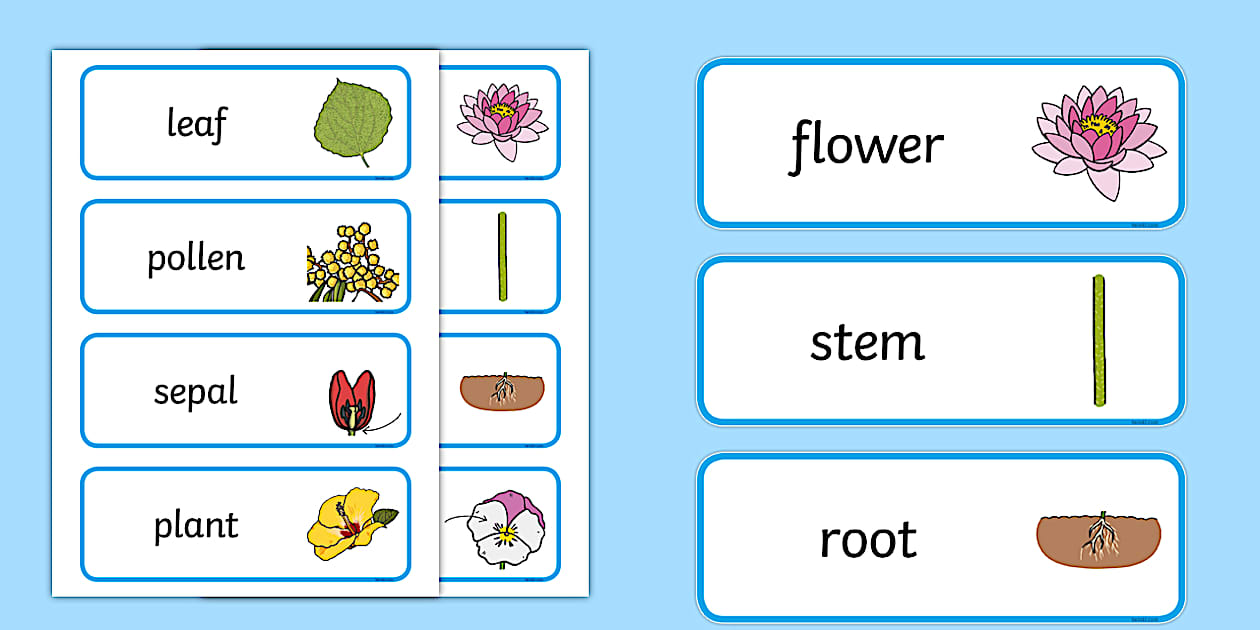 Editable Parts of a Plant Word Cards - Twinkl