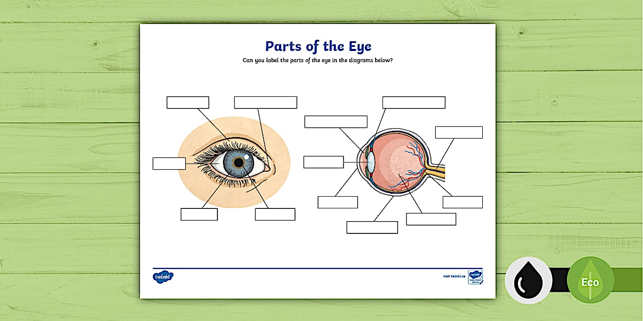 Eye Worksheet | Parts of an Eye (teacher made) - Twinkl