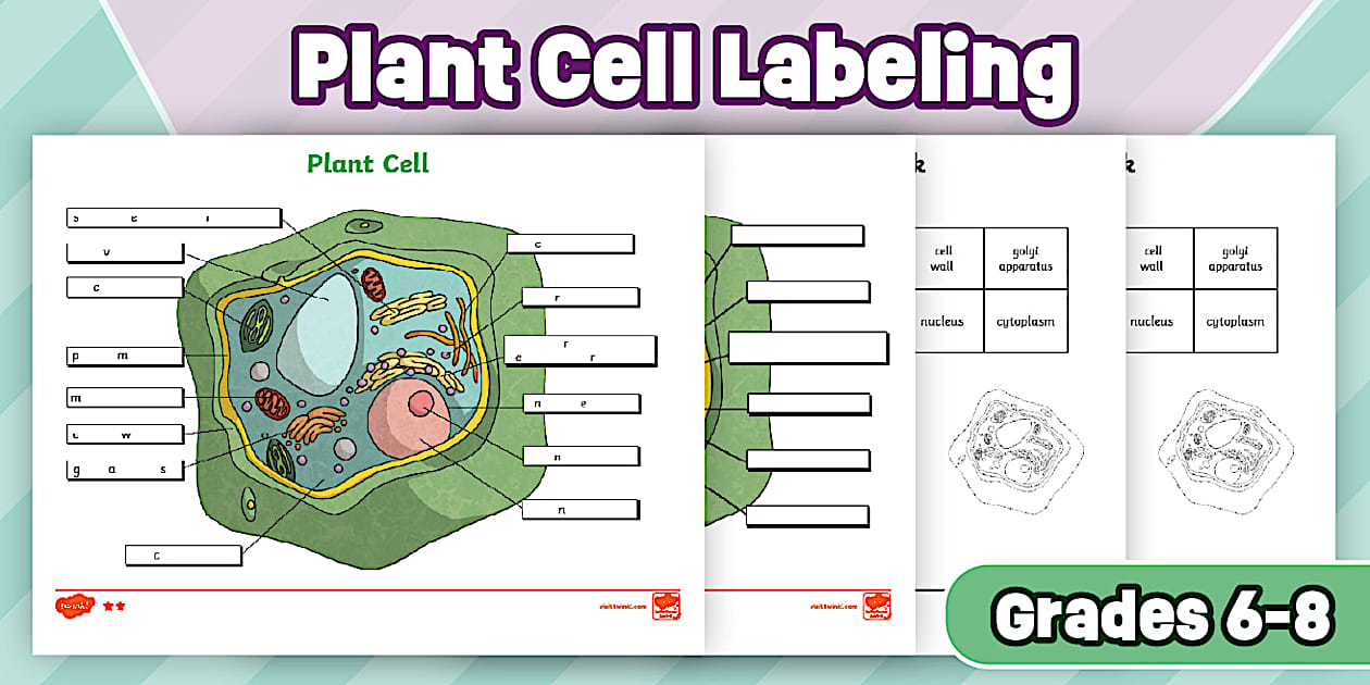 Differentiated Plant Cell Diagram Labeling Worksheet 6th-8th