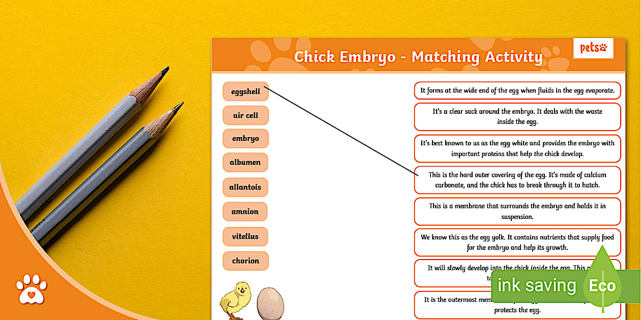 Chick Embryo - Matching Activity - Chick Hatch - Twinkl Pets