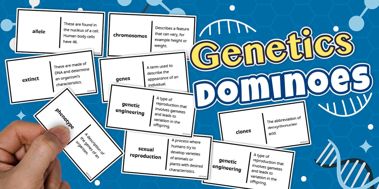Genetics Dominoes (teacher made) - Twinkl