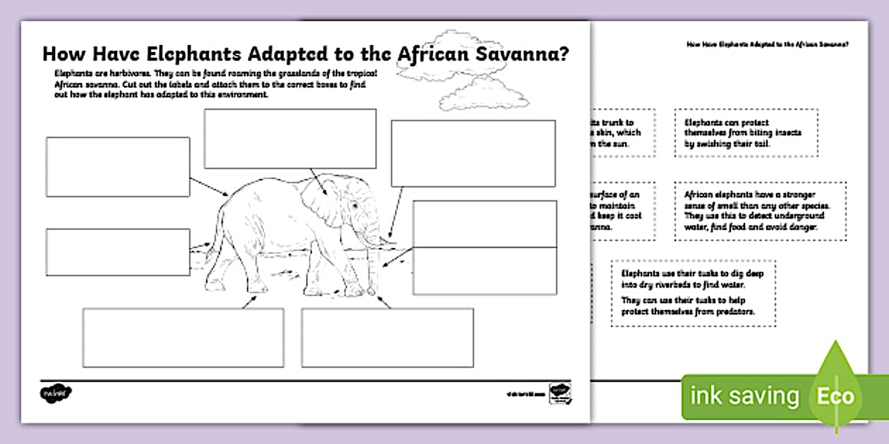 Elephants in the African Savanna (teacher made) - Twinkl