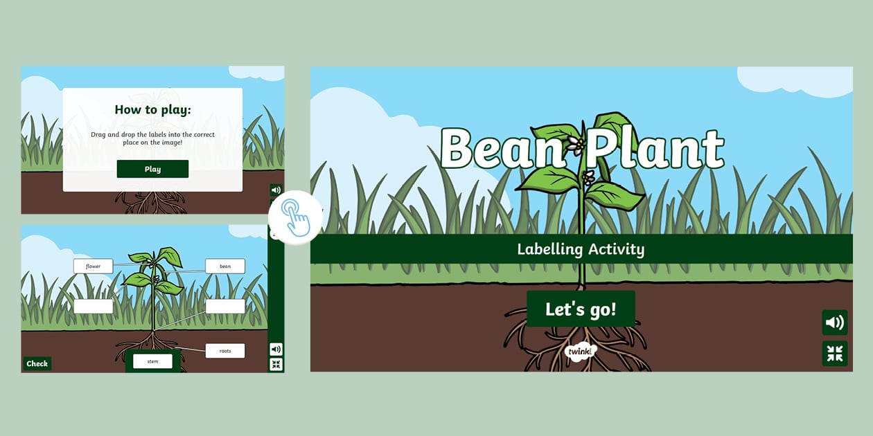 Bean Plant Interactive Labelling Activity (teacher made)