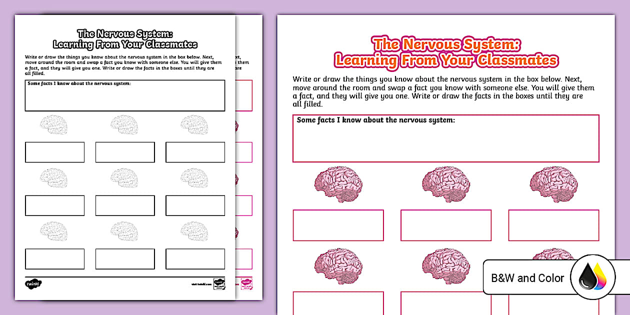The Nervous System: Learning from Your Classmates Worksheet for 3rd-5th ...
