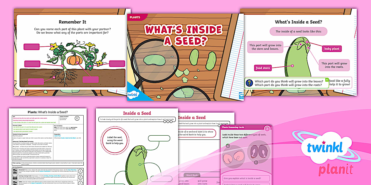 What Do Seeds Need To Grow | Seeds and Bulbs Year 2 | Twinkl