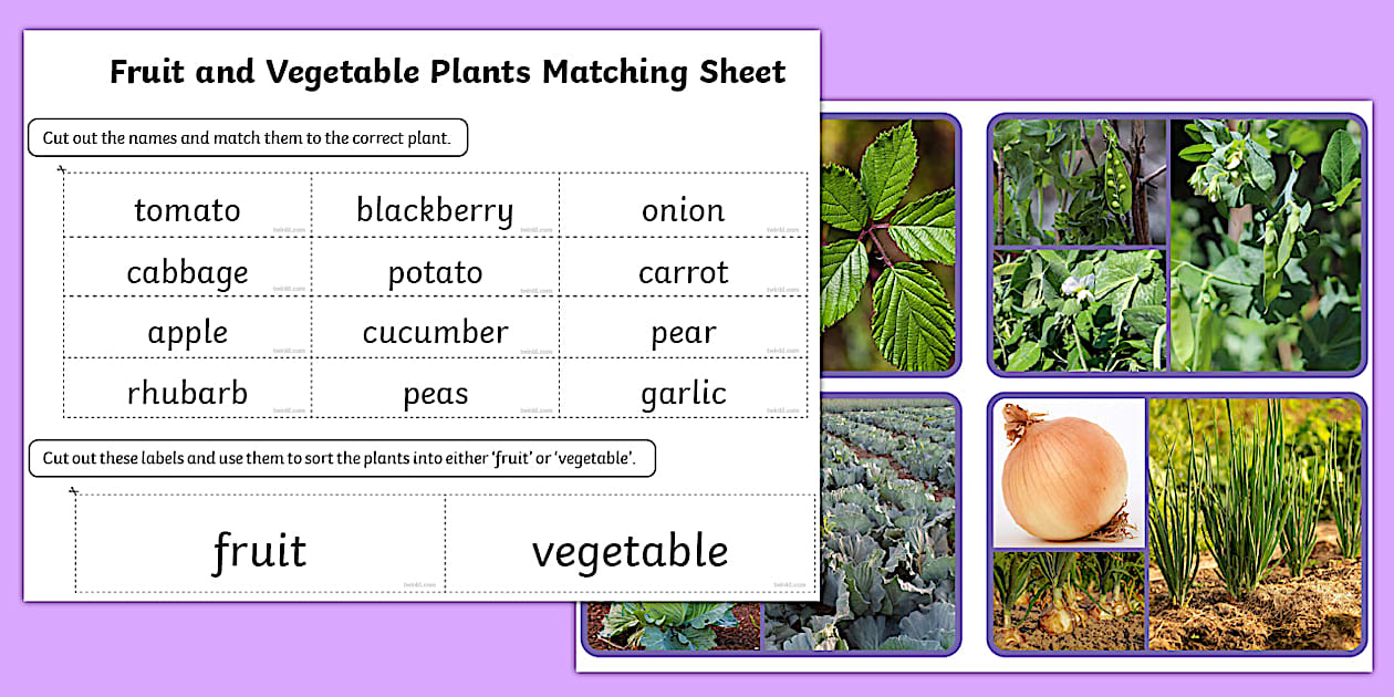 Year 1 Fruit and Vegetable Plants Matching Activity Sheet