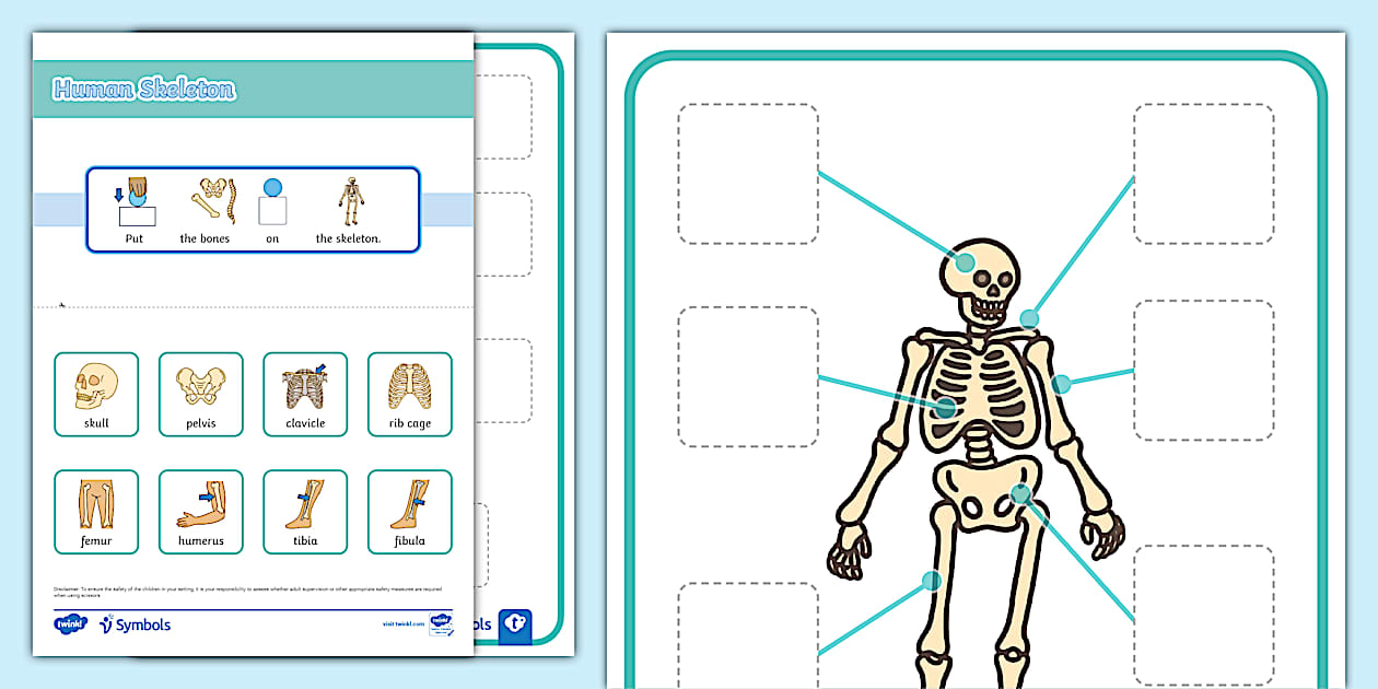 Twinkl Symbols: Science: Labelling the Human Skeleton