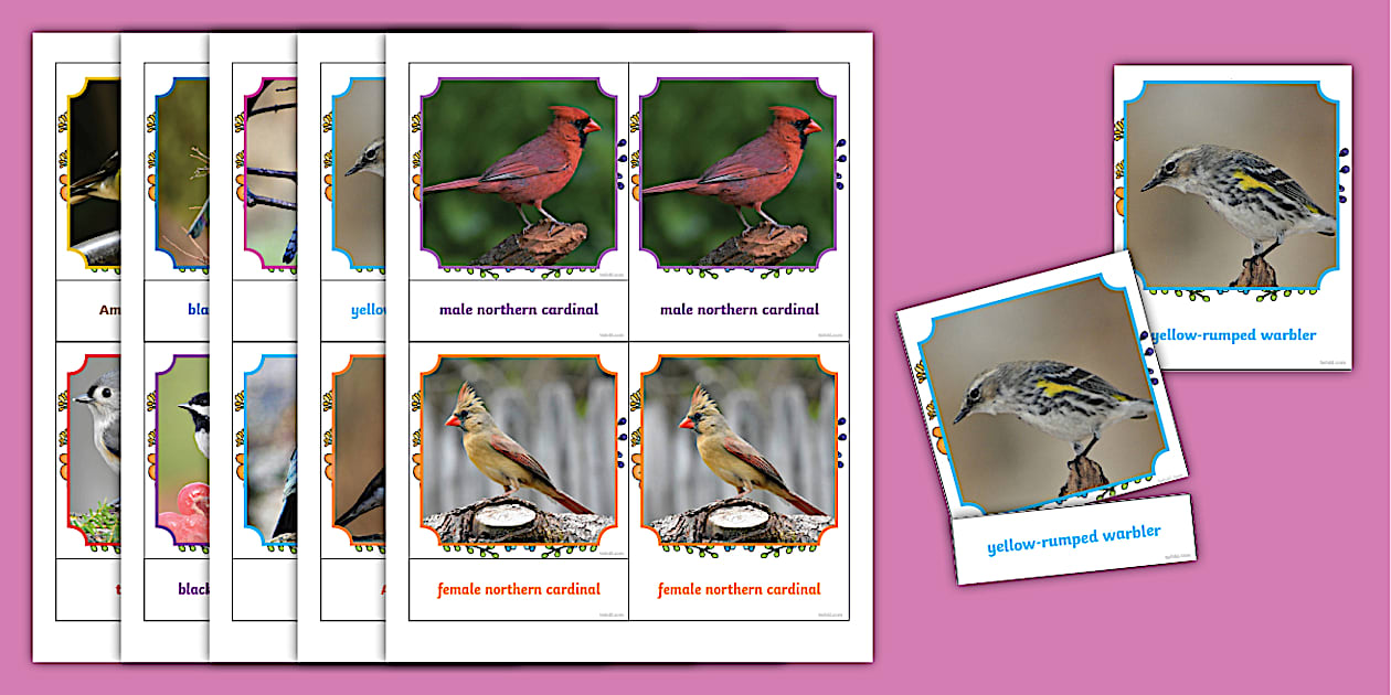 Three-part Cards for Birds With Photographs (teacher made)