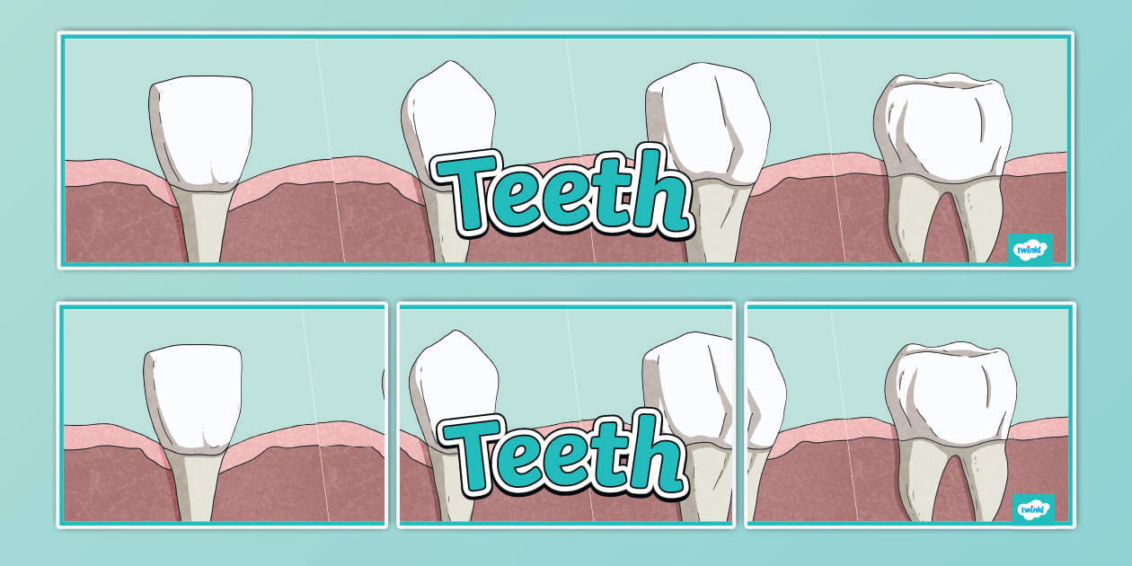 KS2 Teeth Display Banner (teacher made) - Twinkl