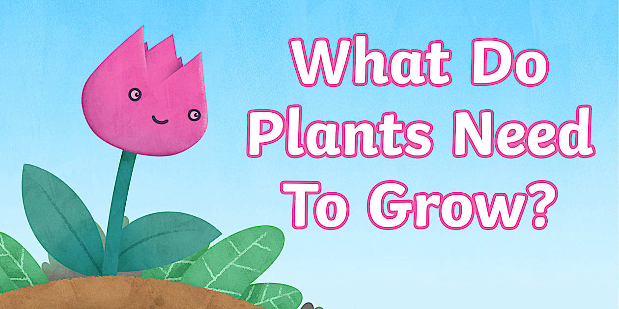 Plant Facts Video Animation | Twinkl Go!