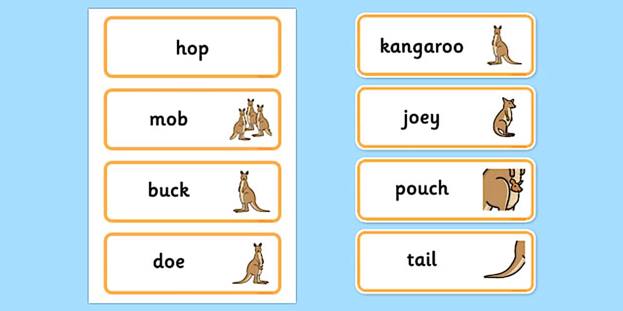Kangaroo Life Cycle Word Cards (öğretmen yaptı) - Twinkl