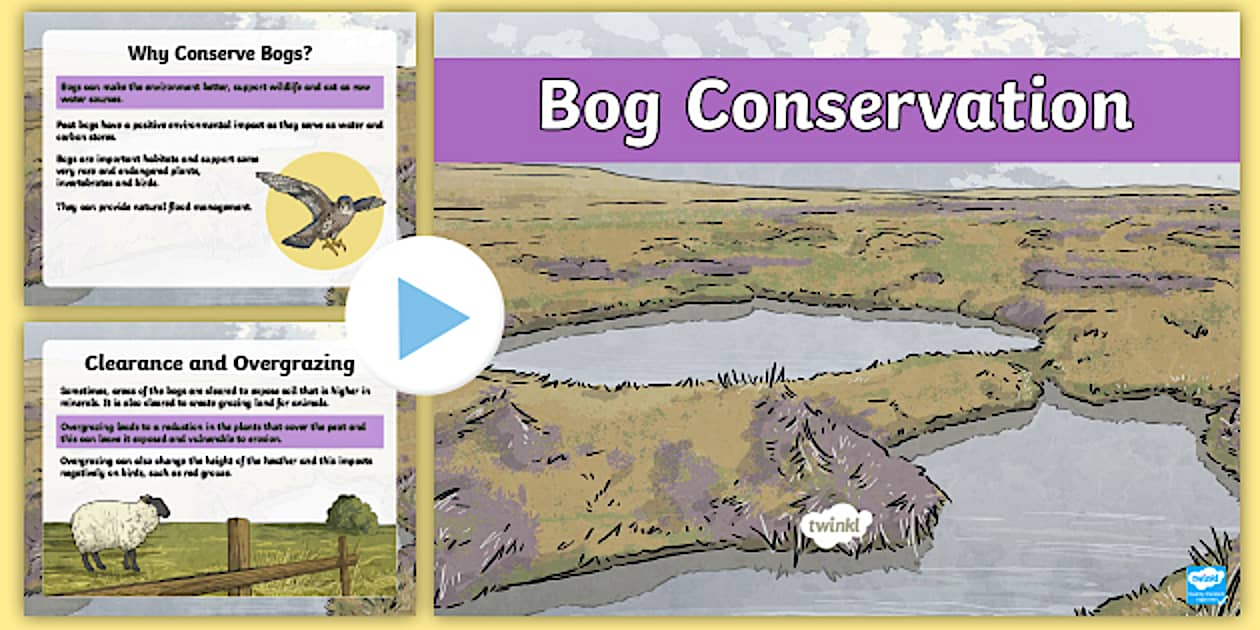 Bog Conservation PowerPoint (Teacher-Made) - Twinkl