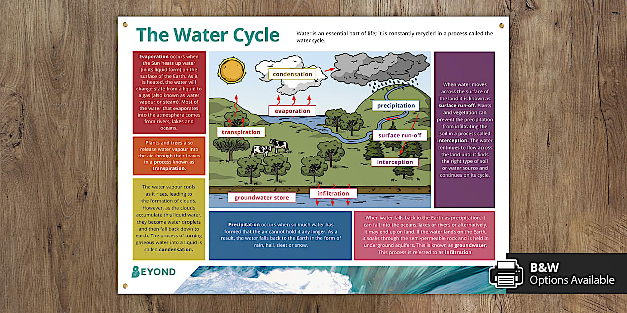 The Water Cycle Information Poster (teacher made) - Twinkl