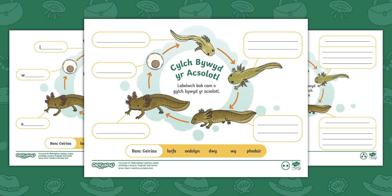 Gweithgaredd Labelu Cylch Bywyd yr Acsolotl
