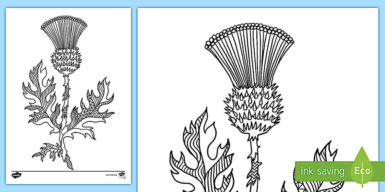 Thistle Mindfulness Colouring Page (teacher made) - Twinkl