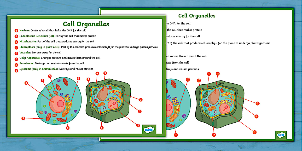Cell Organelles Display Poster (teacher made) - Twinkl