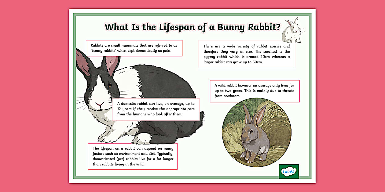The Lifespan of Bunny Rabbits - Display Poster | Twinkl