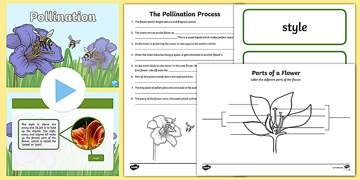 KS2 Pollination Lesson Teaching Pack (teacher made) - Twinkl