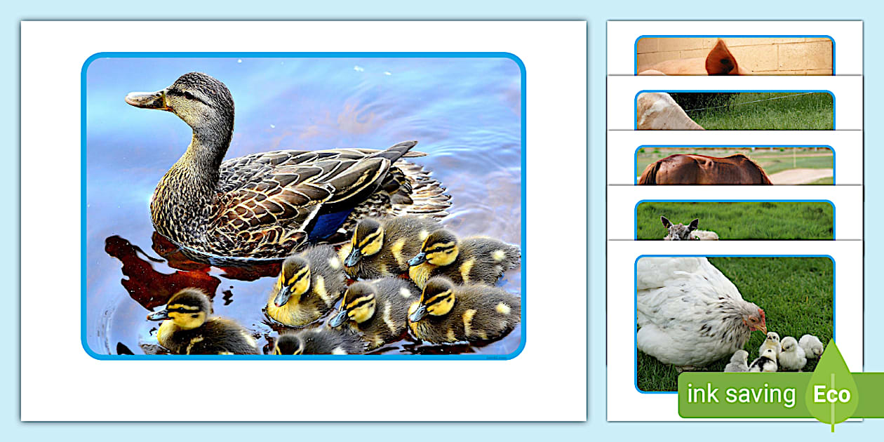 Spring Animals and their Young Photo Pack - Twinkl