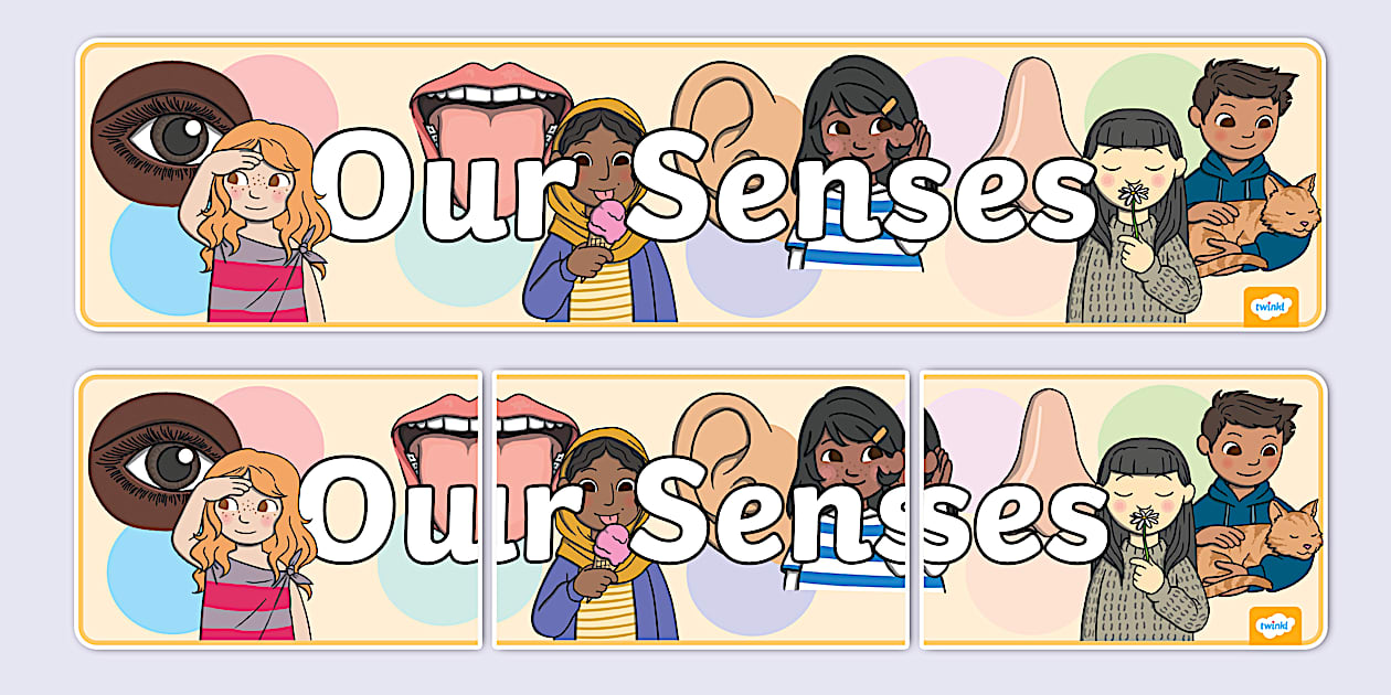 👉 'Our Senses' Display Banner (Teacher-Made) - Twinkl