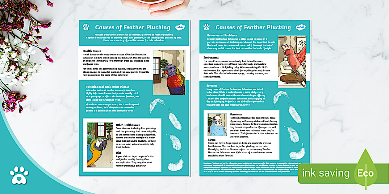 Causes of Feather Plucking - Infographic - Twinkl Pets