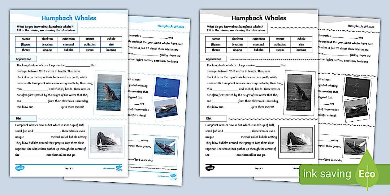 Humpback Whale Cloze Worksheet (Teacher-Made) - Twinkl
