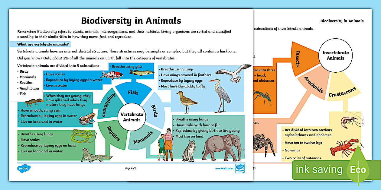 Grade 7 Biodiversity In Animals Guide - Twinkl South Africa