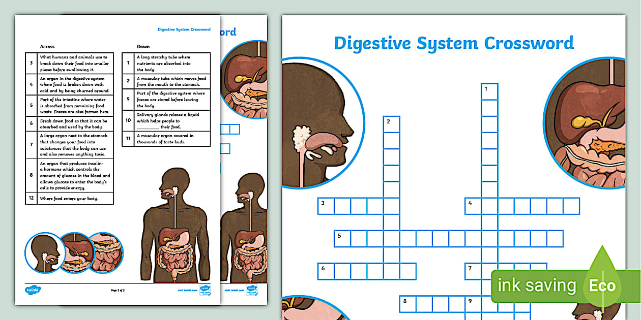 Digestive System Crossword (teacher made) - Twinkl