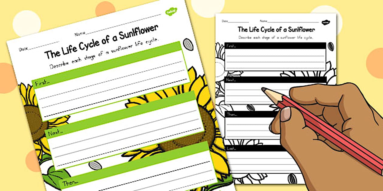 Editable The Life Cycle of a Sunflower Writing Frame
