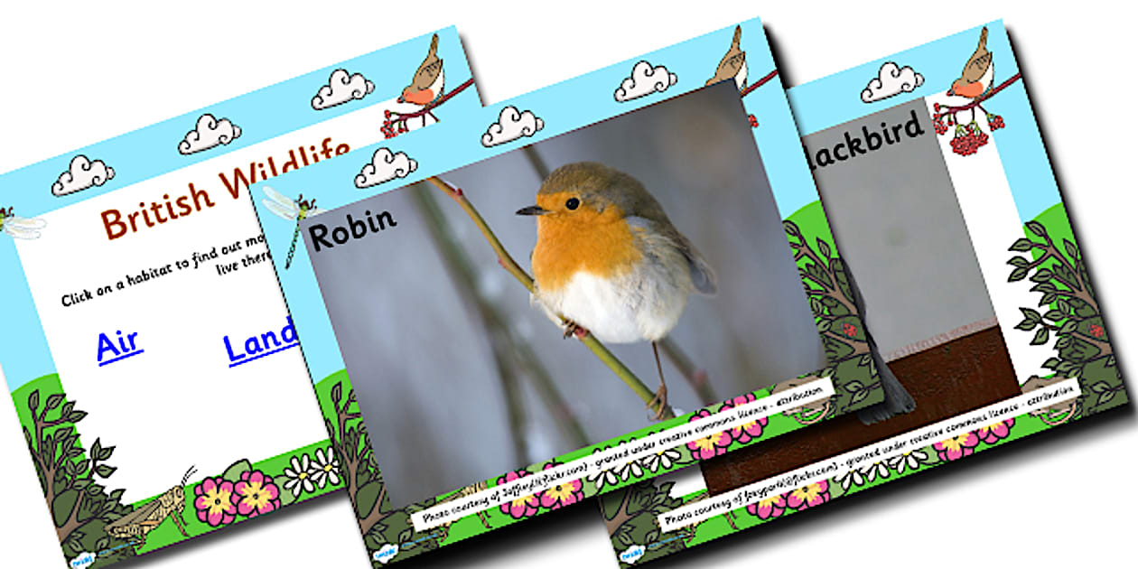 British Wildlife Land Air Sea Habitat PowerPoint - Twinkl