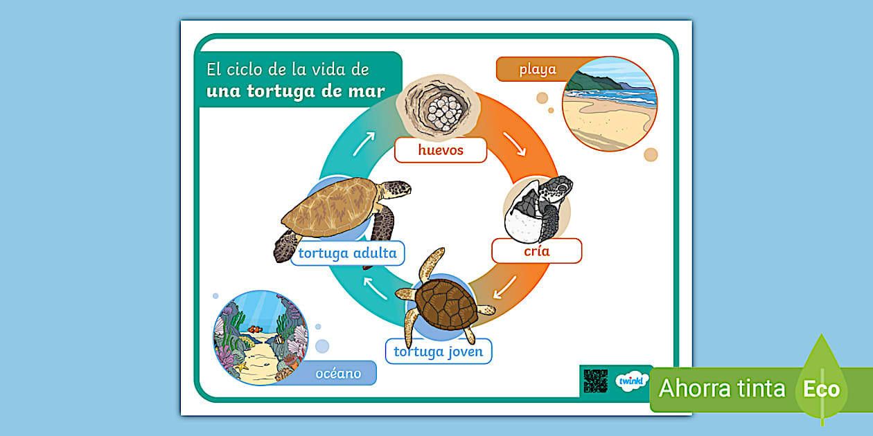 Cartel: El ciclo de la vida de una tortuga de mar - Twinkl