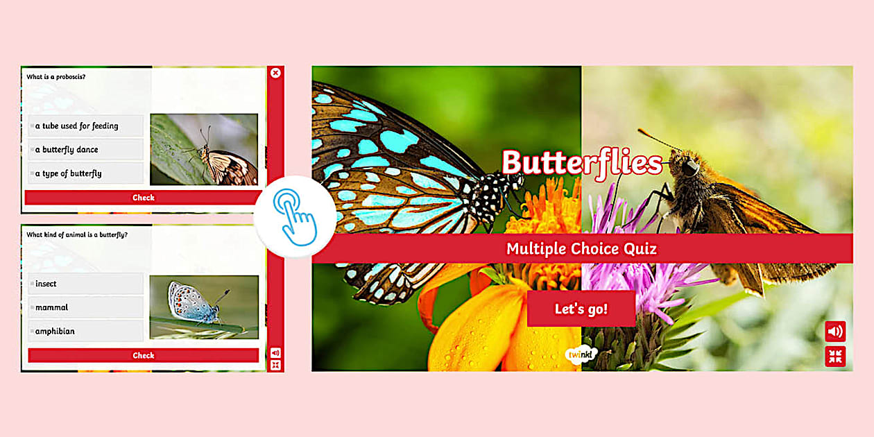 KS1 Butterfly Interactive Quiz - Twinkl - KS1 - Twinkl